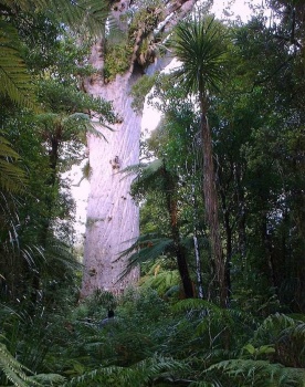 Solve Tane Mahuta, king of the Waipoua forest, Northland , NZ jigsaw ...