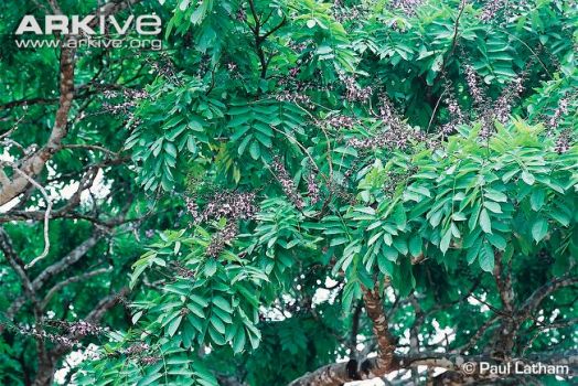 Solve No 2. Wenge Tree - Millettia laurentii flowers and leaves jigsaw ...