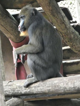 Solve Visiting Ouwehands Dierenpark, Zoo, Rhenen. Nov. 2022 jigsaw puzzle online with 35 pieces