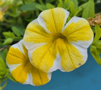 Solve Mini Yellow and White Petunias (6/20/2026) jigsaw puzzle online ...