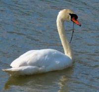 Animal puzzles | Jigidi.com