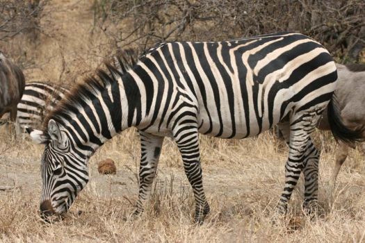 Solve Zebra with lion-paw scar on rear leg, Ngorongoro Crater, Tanzania ...