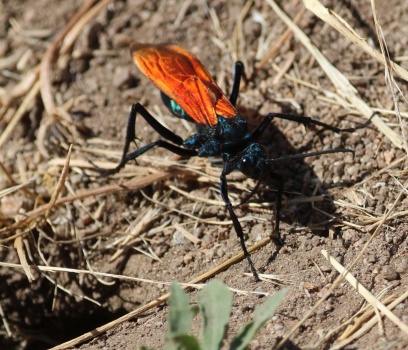 Solve Tarantula Hawk, Buena Vista Park, Vista, California jigsaw puzzle ...