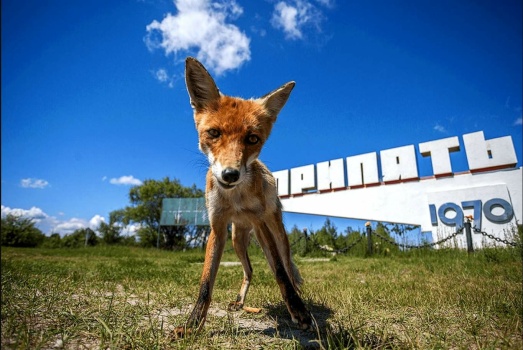 Solve Chernobyl Fox jigsaw puzzle online with 54 pieces