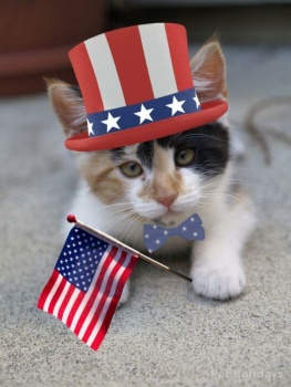 Solve Cat with the Red, White & Blue jigsaw puzzle online with 35 pieces