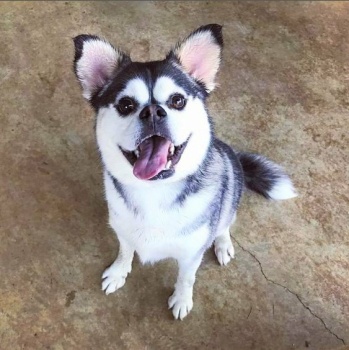 Solve The Hug Dog - When you crossbreed a Husky with a Pug jigsaw ...