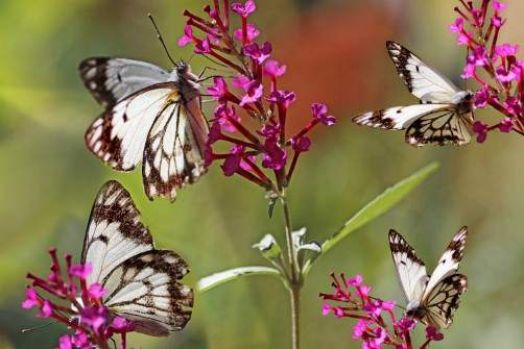Solve Four Butterflies On Flowers jigsaw puzzle online with 24 pieces