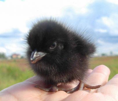 Solve Baby Raven...I want one!! jigsaw puzzle online with 195 pieces