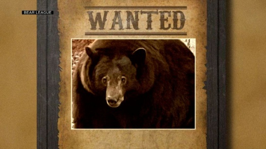 Solve Wanted poster for 500 pound black bear wanted for nearly 30 home ...