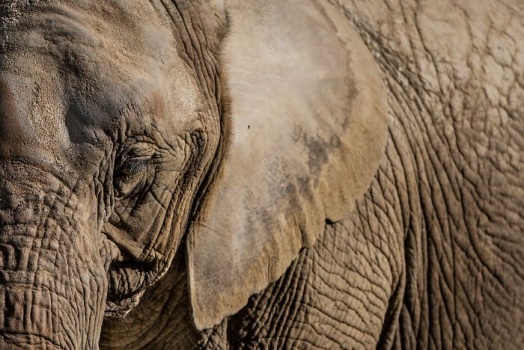 Solve Elephant jigsaw puzzle online with 70 pieces