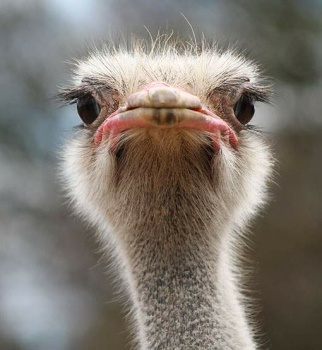 Solve Silly goofy ostrich jigsaw puzzle online with 49 pieces