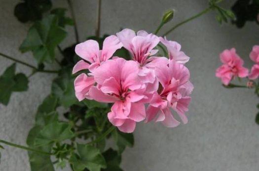 Solve muškát - Geranium jigsaw puzzle online with 70 pieces