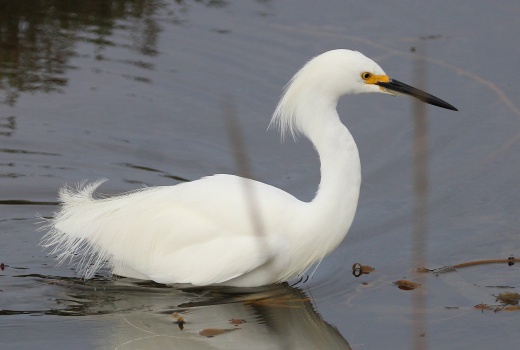 Solve Snowy Egret, San Elijo Lagoon, Cardiff, California jigsaw puzzle ...