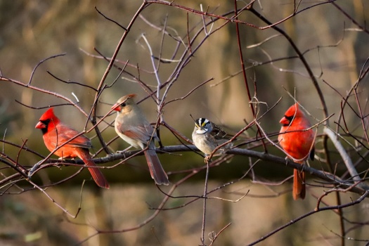 Solve “One of these things is not like the others” jigsaw puzzle online ...