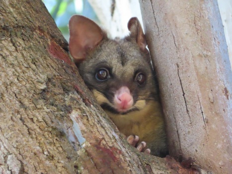 Solve Good morning, sleepy Possum. jigsaw puzzle online with 48 pieces