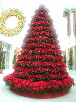 Solve Poinsettia Christmas Tree, West Mall, Trinidad jigsaw puzzle ...