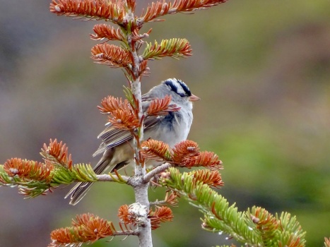 Solve White-crowned Sparrow jigsaw puzzle online with 63 pieces