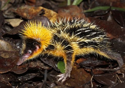 Solve Lowland Streaked Tenrec jigsaw puzzle online with 88 pieces