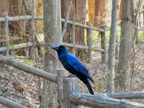 Solve Brave Crow jigsaw puzzle online with 108 pieces