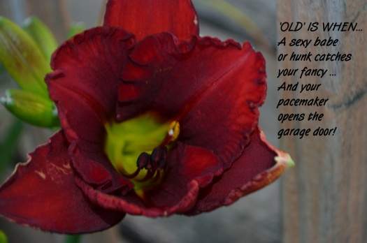 Solve Daily Smile ("OLD" is WHEN) jigsaw puzzle online with 12 pieces