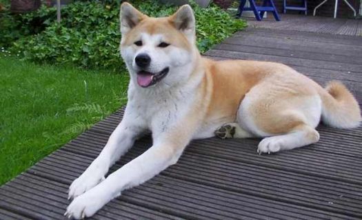 Solve 'Akita Inus.. Rare Japanese dog'.. jigsaw puzzle online with 60 ...