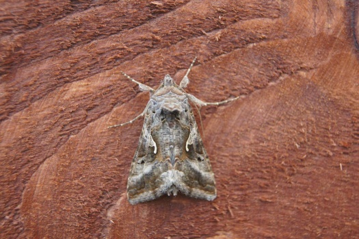 Solve Motyl nocny jigsaw puzzle online with 70 pieces