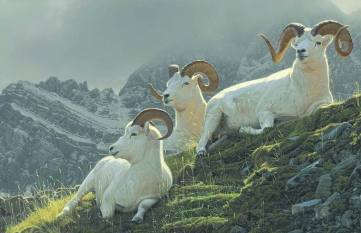 Solve Dall Sheep jigsaw puzzle online with 77 pieces