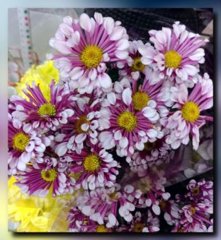 Solve Chrysanthemums morifolium (Spoon mums) jigsaw puzzle online with ...