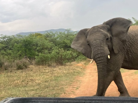 Solve Elephant jigsaw puzzle online with 80 pieces