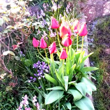 Solve Soon be spring. jigsaw puzzle online with 25 pieces