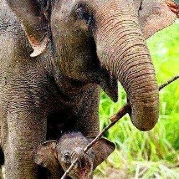 Solve Mama and Baby Elephant jigsaw puzzle online with 25 pieces