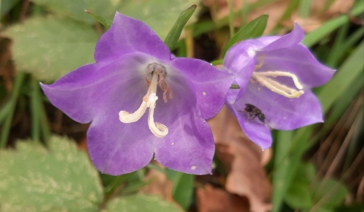 Solve Glockenblume im Herbst jigsaw puzzle online with 180 pieces