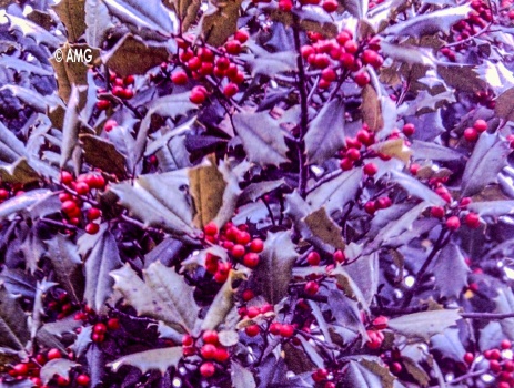 Solve Holly jigsaw puzzle online with 12 pieces