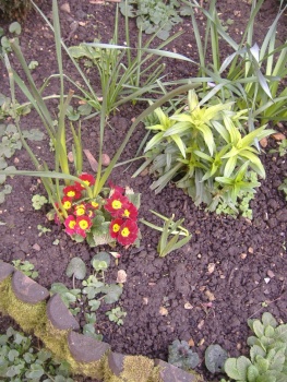 Solve Seasonal Nature - Spring - Garden - Primroses / Primula Red ...