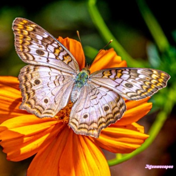 Solve Just the right spot . . . . . jigsaw puzzle online with 9 pieces