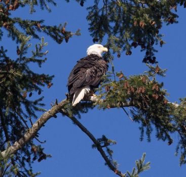 Solve Bald Eagle jigsaw puzzle online with 210 pieces