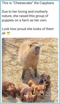 Solve Proud "Mama" Capybara With Her Puppies jigsaw puzzle online with ...