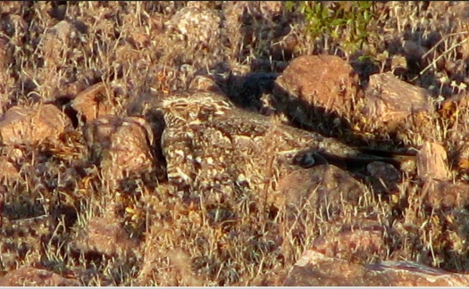 Solve Can You Find Me? jigsaw puzzle online with 15 pieces