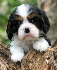 Animal puzzles | Jigidi.com