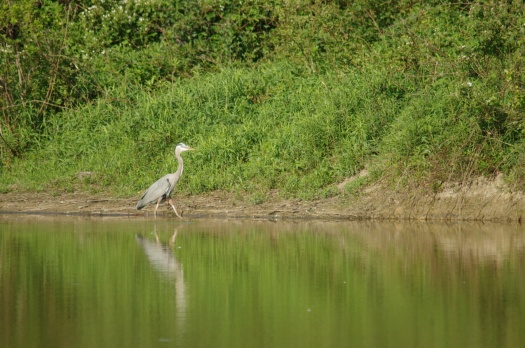 Solve White Egret jigsaw puzzle online with 504 pieces