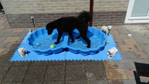 Solve Ha, I can step in both pools at the same time. ☺ jigsaw puzzle ...