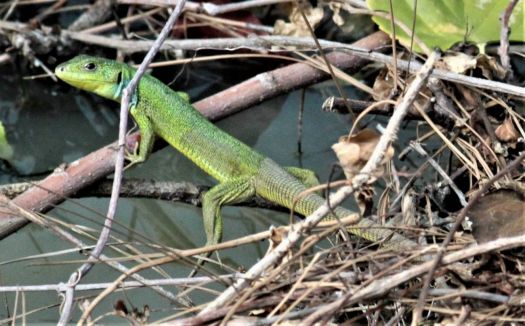 Solve green lizard : Lacerta trilineata jigsaw puzzle online with 104 ...