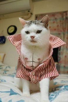 Solve cat with abs jigsaw puzzle online with 70 pieces