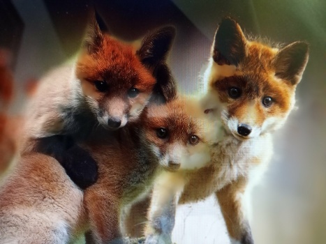 Solve For Linda -- Three Little fox kits. jigsaw puzzle online with 20 ...