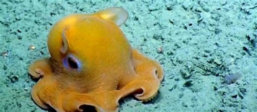 Solve Dumbo Octopus *** Secondary Genus: Octomoms (Octopus that ...