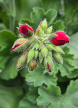 Solve Geranium buds (6/18/2026) jigsaw puzzle online with 48 pieces