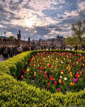 Solve Tulipány na Křižovnickém náměstí - Tulips at Křižovnické Square ...