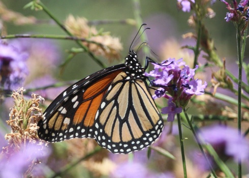 Jigsaw Puzzle | 70 pieces | Monarch Butterfly on verbena in front of my ...