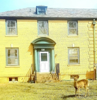 Solve Deer at Sandy Hook, NJ, Early Spring 3 jigsaw puzzle online with ...