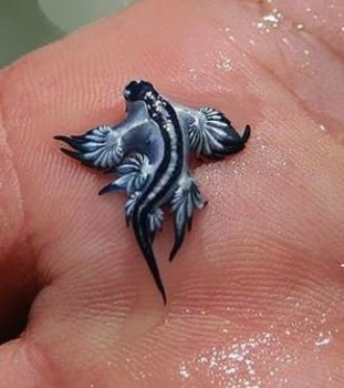 Solve glaucus atlanticus jigsaw puzzle online with 30 pieces